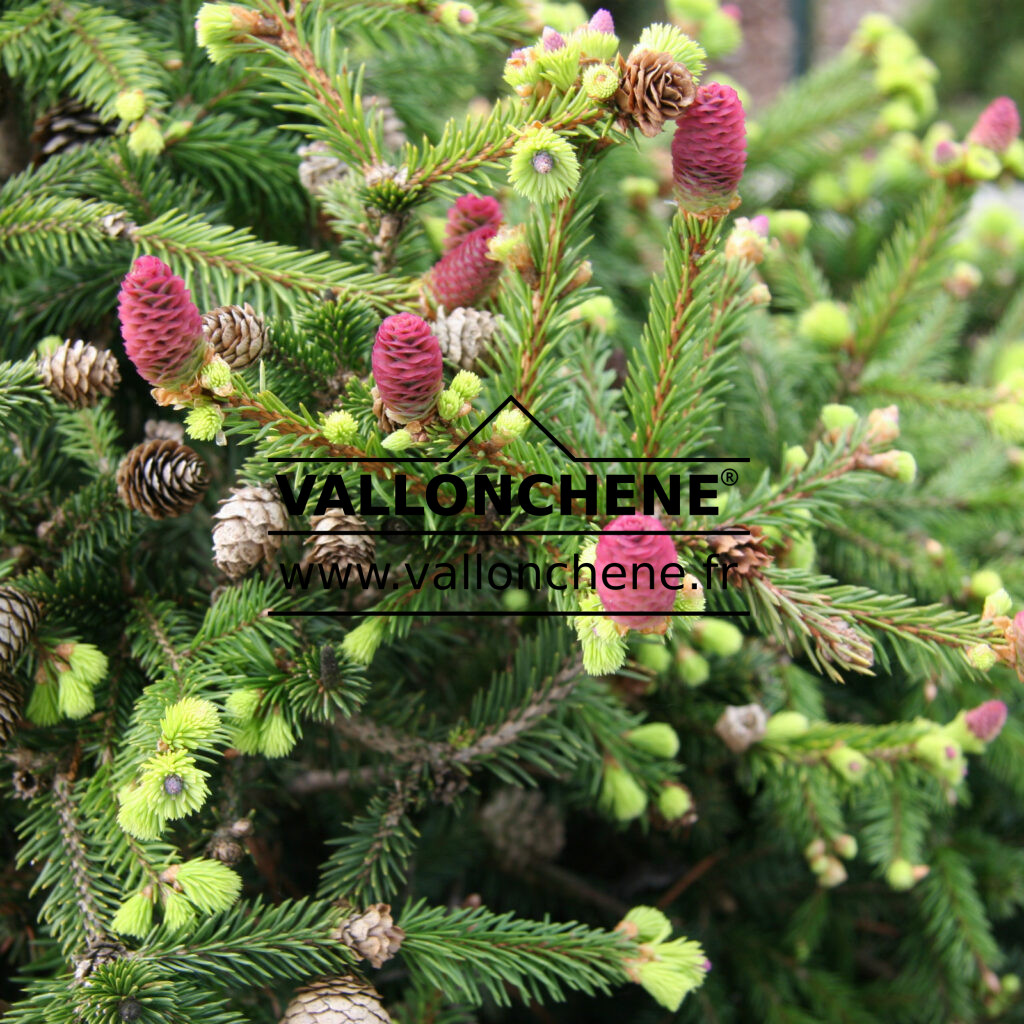 Picea Abies Pusch Dwarf Spruce