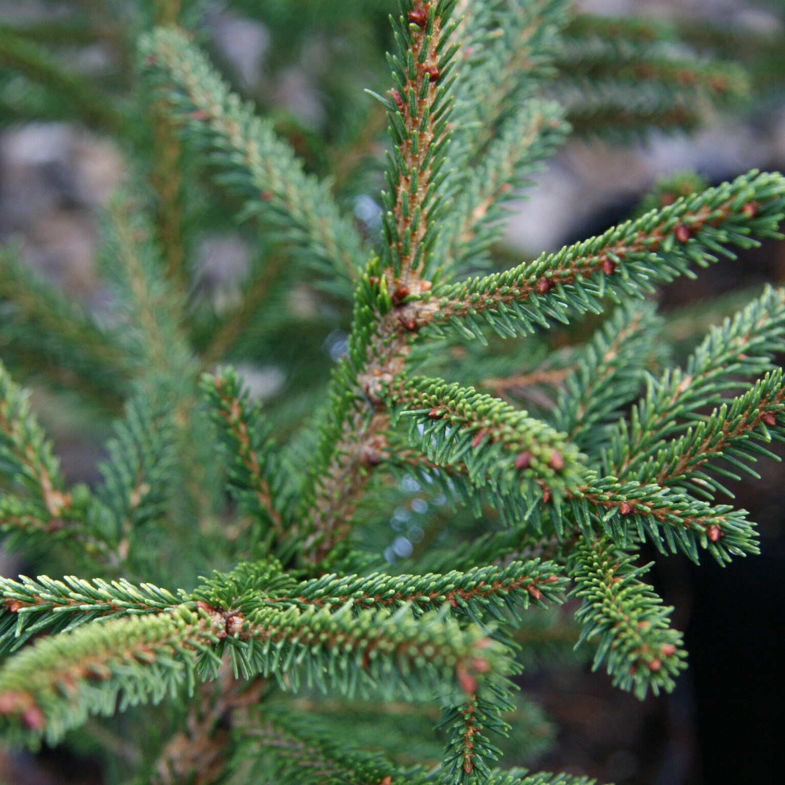 PICEA omorika 'Vallongreen' - épicéa de Serbie