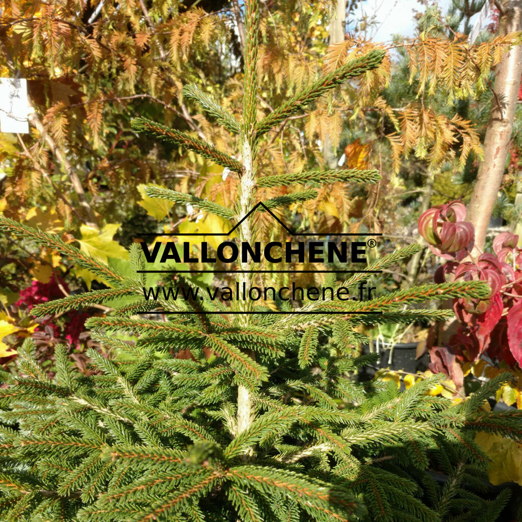 PICEA orientalis 'Golden Start' - Oriental spruce