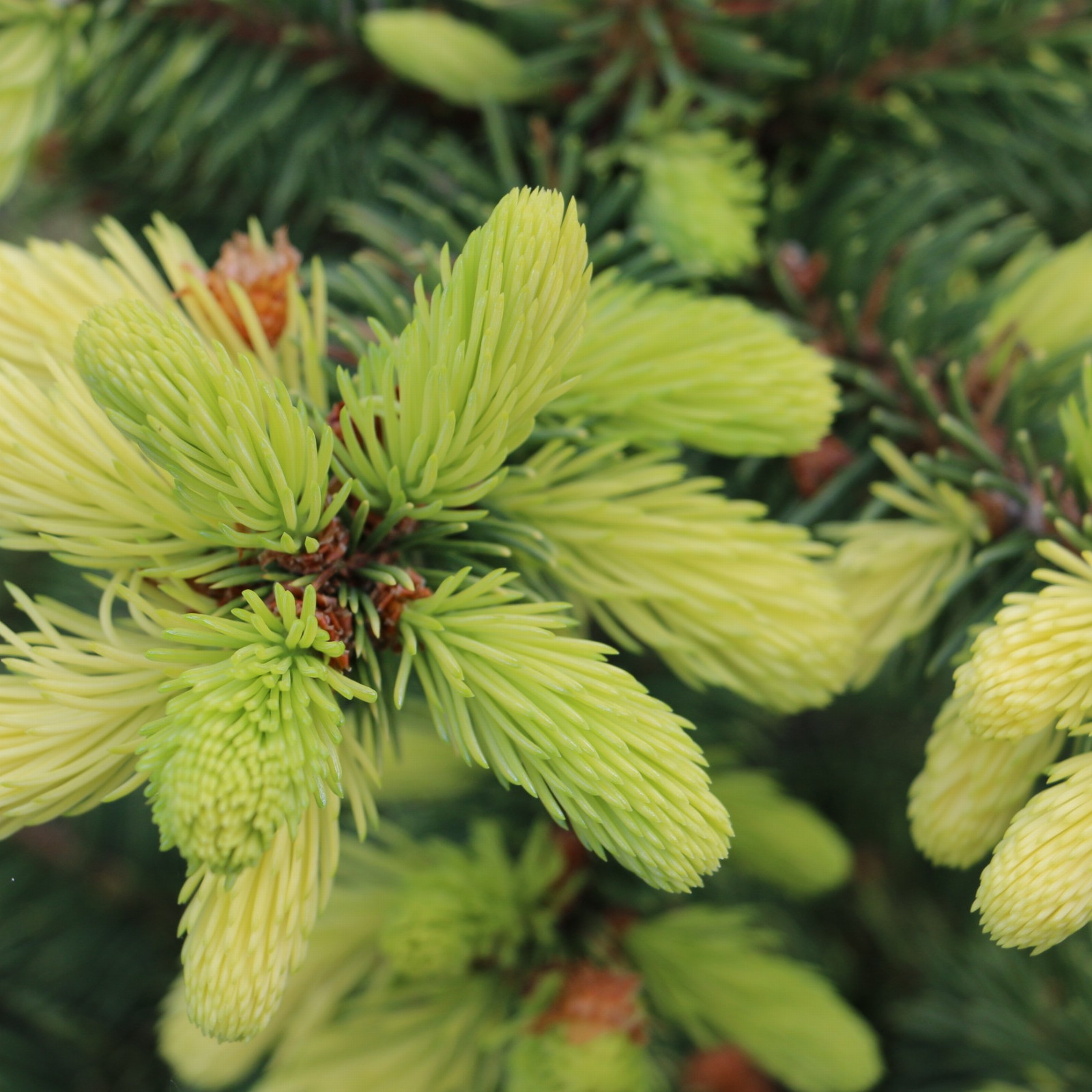 PICEA pungens 'Maigold' - Colorado spruce