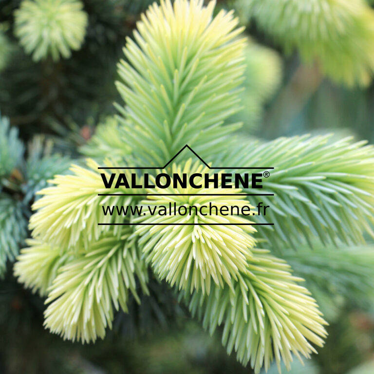 PICEA pungens 'Niemetz' - épicéa bleu