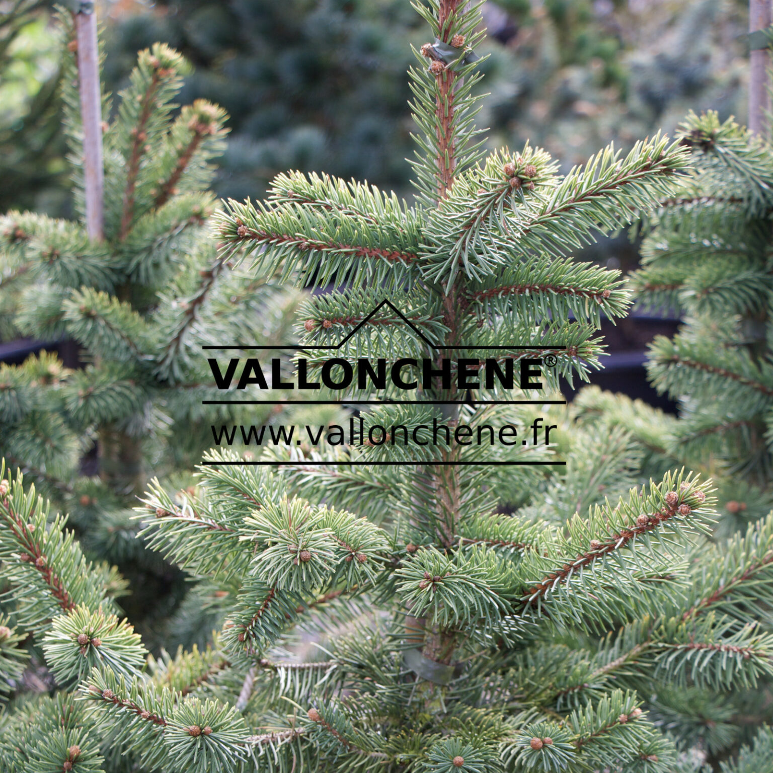 PICEA pungens 'The Blues' - Colorado spruce