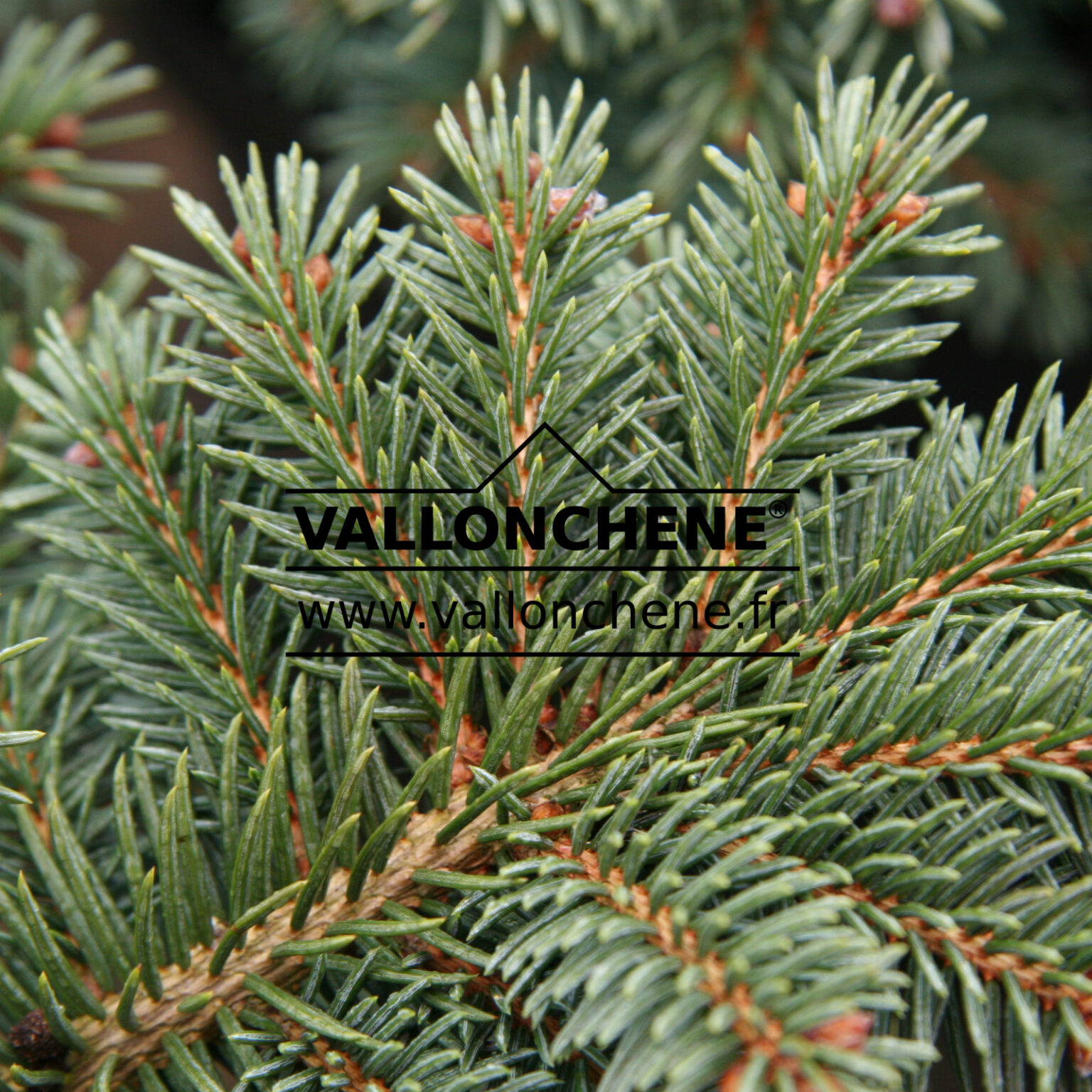 PICEA pungens 'Waldbrunn' - Colorado spruce