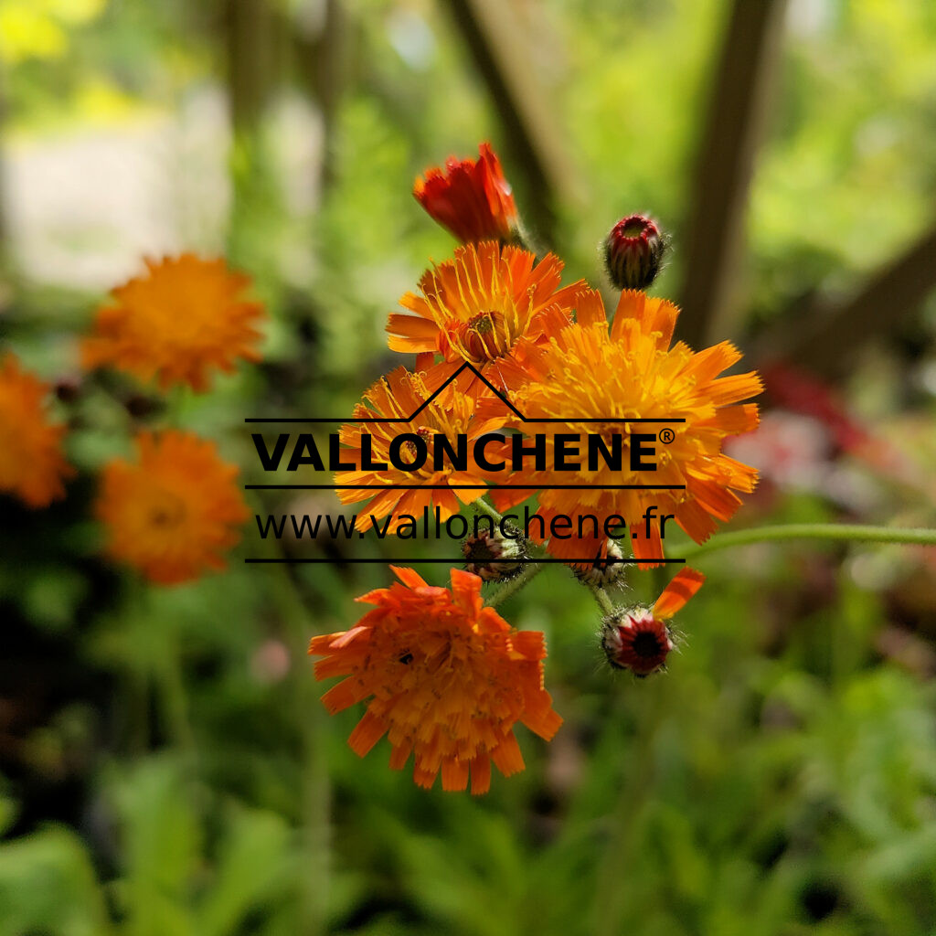 PILOSELLA aurantiaca - fox-and-cubs