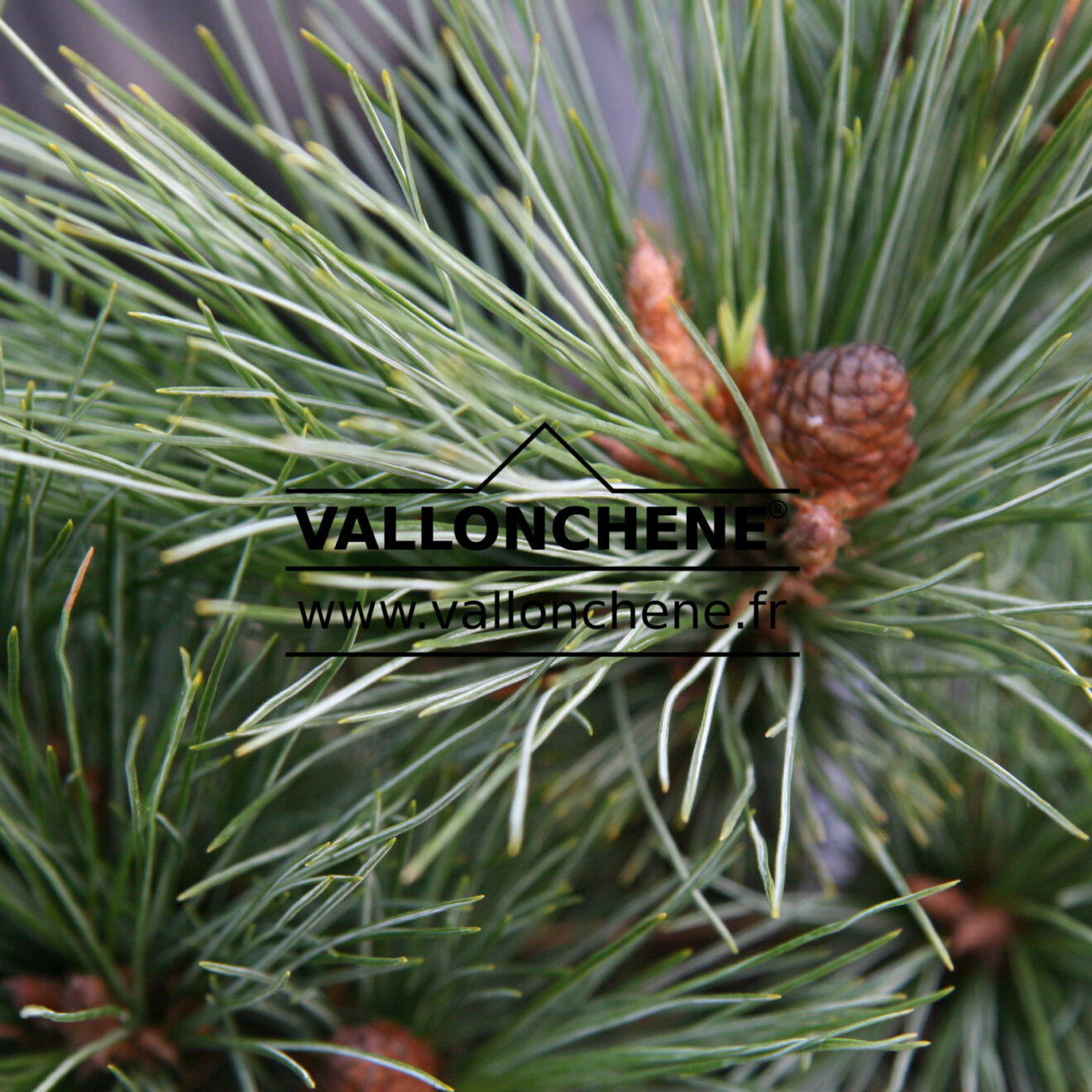 PINUS ayacahuite 'Maya W.B.' - mexican pine