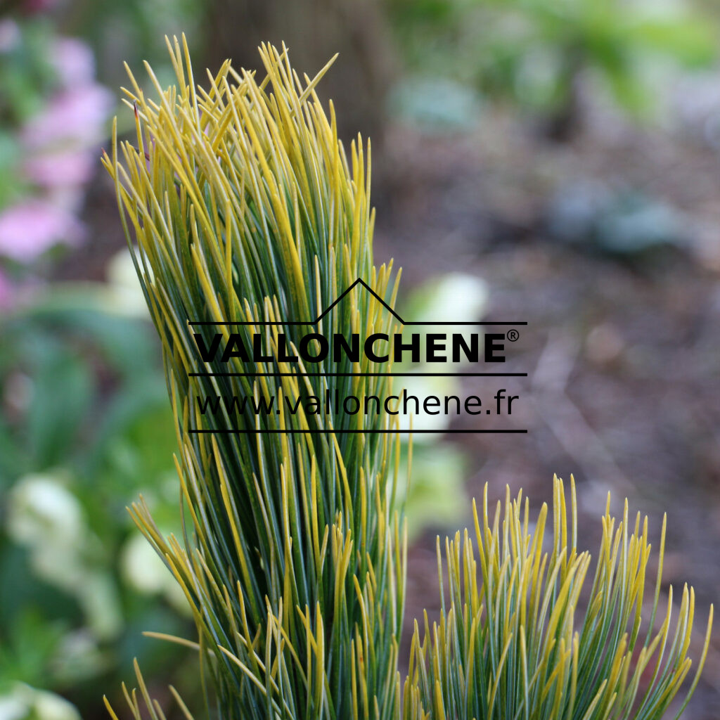 PINUS cembra 'Aureovariegata' - pin cembro