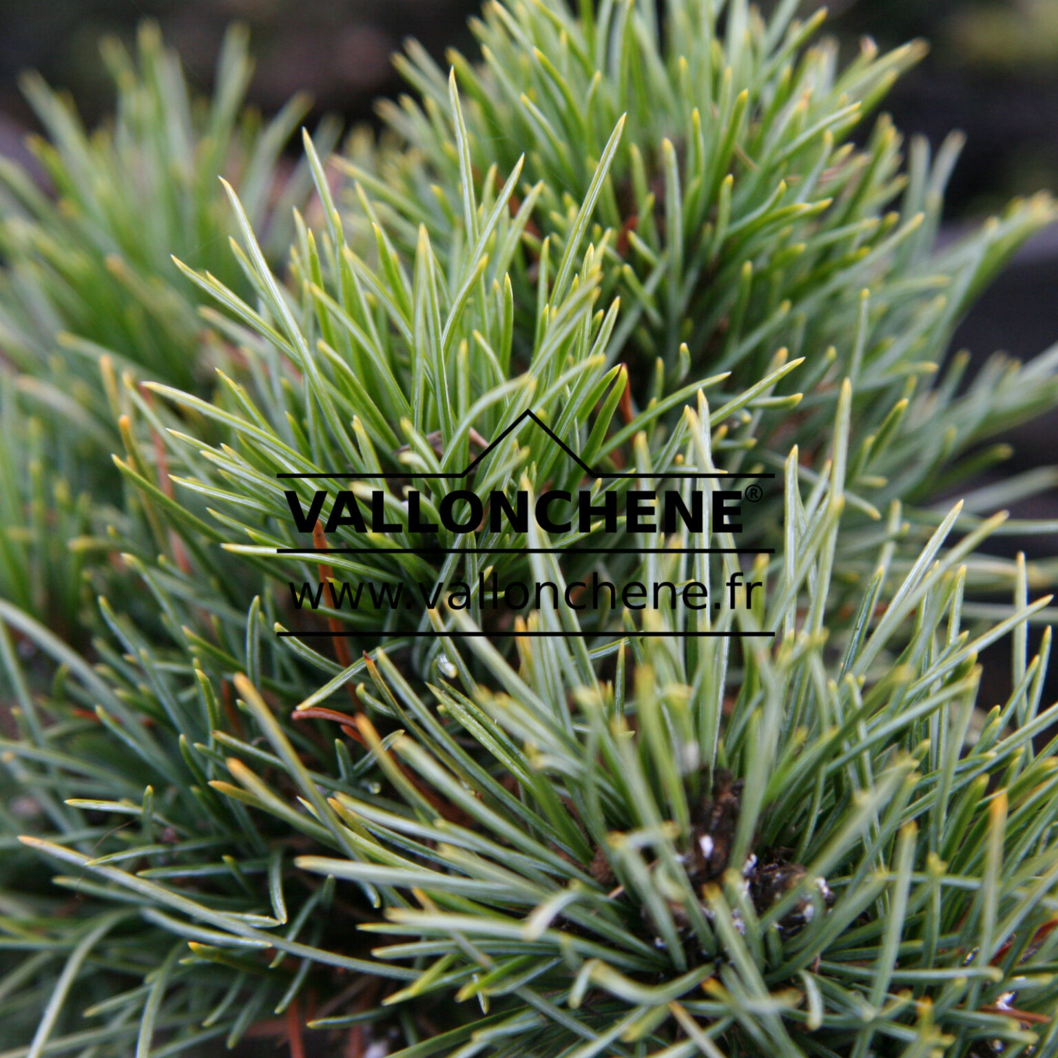 PINUS cembra 'David' - pin cimbro