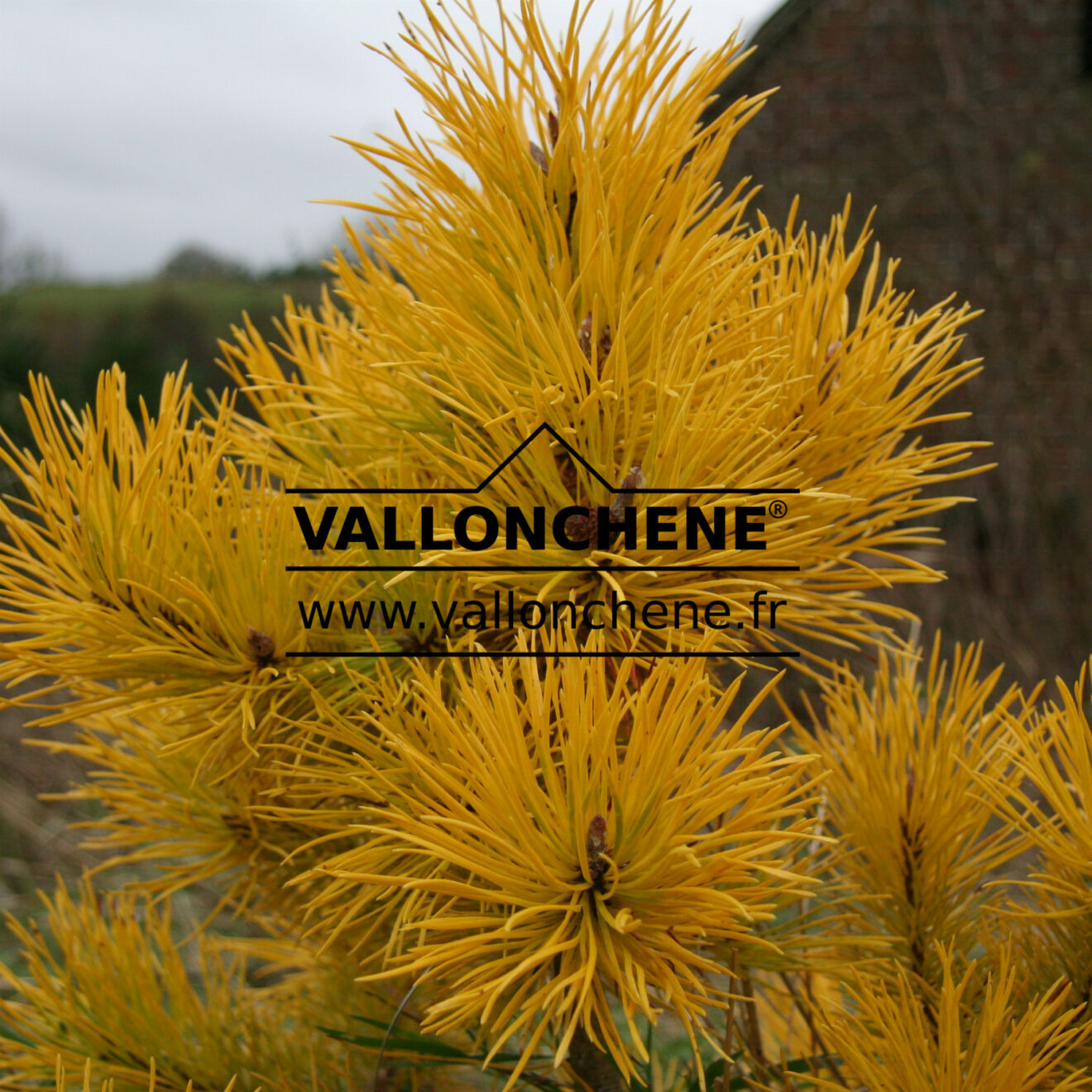 PINUS contorta 'Chief Joseph' - Küsten-Kiefer