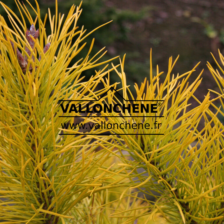 PINUS contorta 'Chief Joseph' - pin tordu