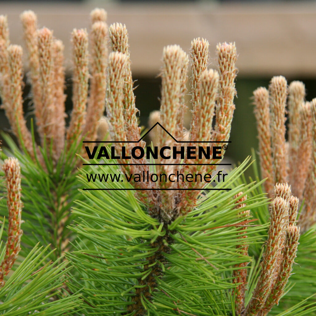 PINUS densiflora 'Low Glow' - pin rouge du Japon