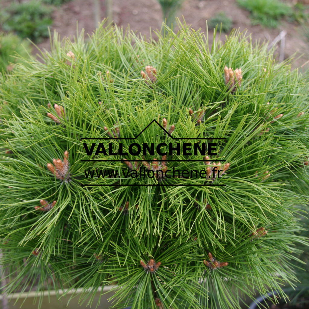 PINUS densiflora 'Low Glow' - pin rouge du Japon