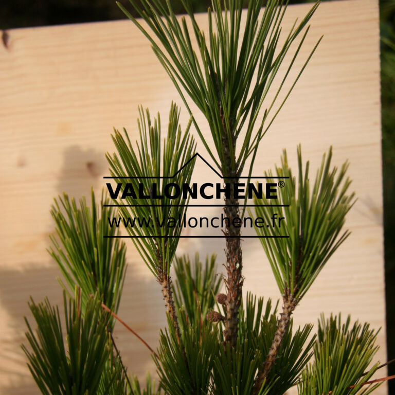 PINUS densiflora 'Umbraculifera' - pin rouge du Japon