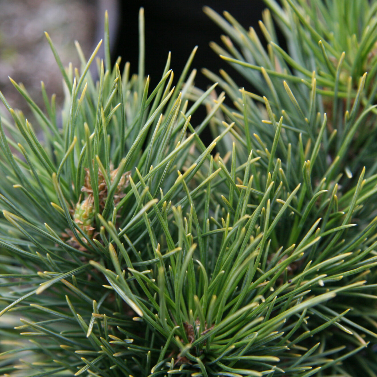 PINUS flexilis 'DuFunny' - limber pine