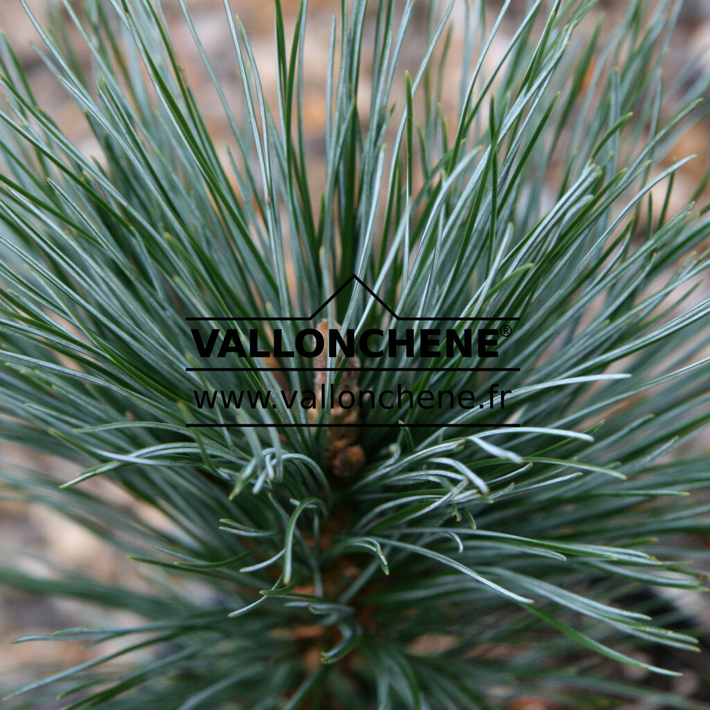 PINUS flexilis 'Vanderwolf's Pyramid' - pin