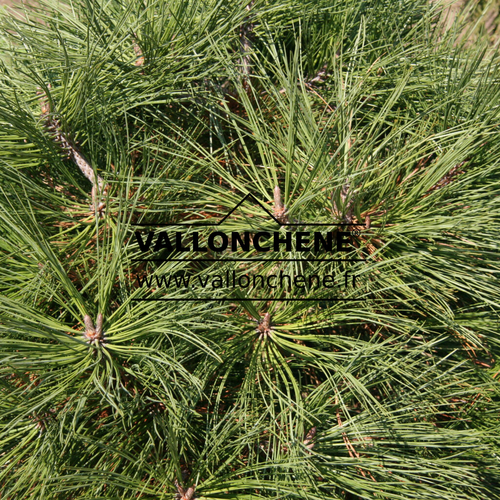 PINUS jeffreyi 'Joppi' - Jeffrey's pine