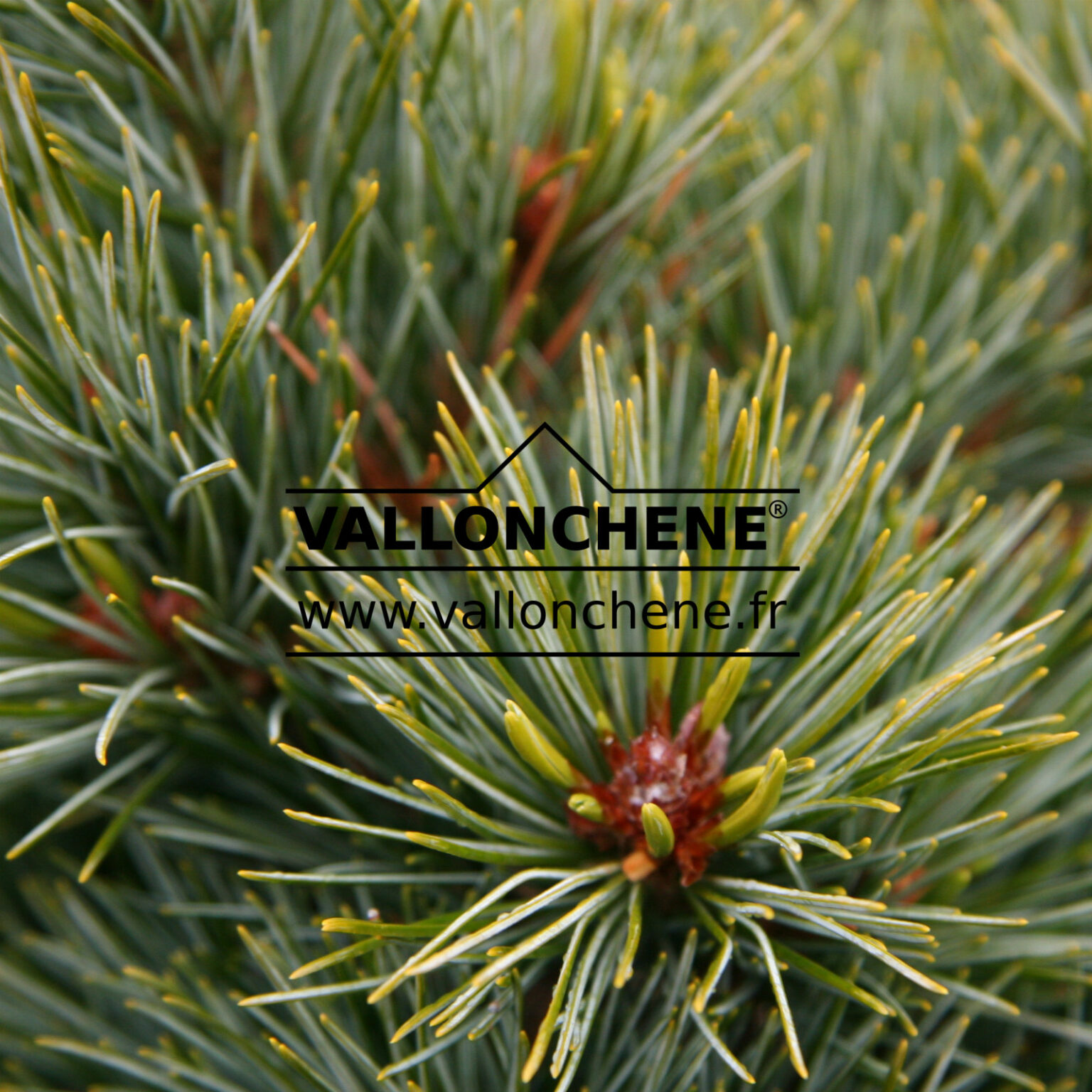 PINUS koraiensis 'Blue Ball' - pin de Corée