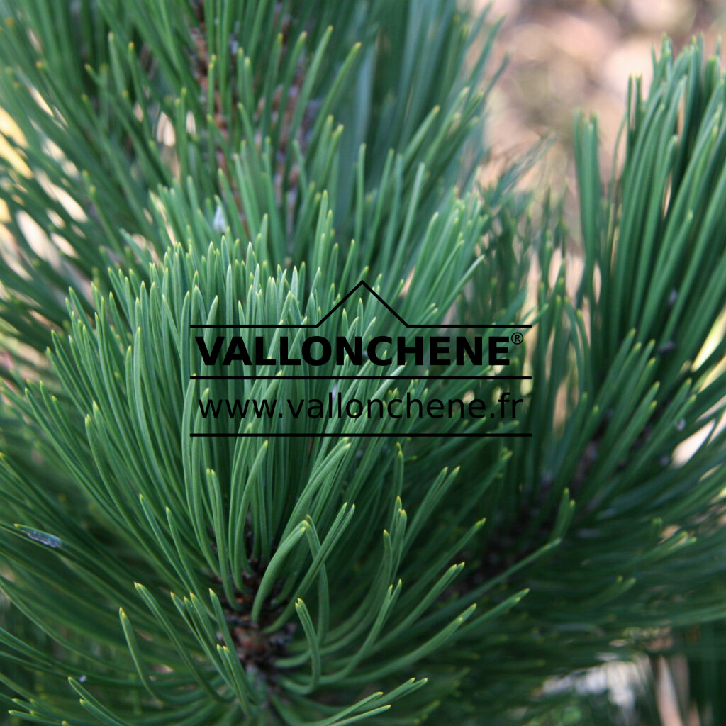 PINUS leucodermis 'Malinkii' - pin de Bosnie