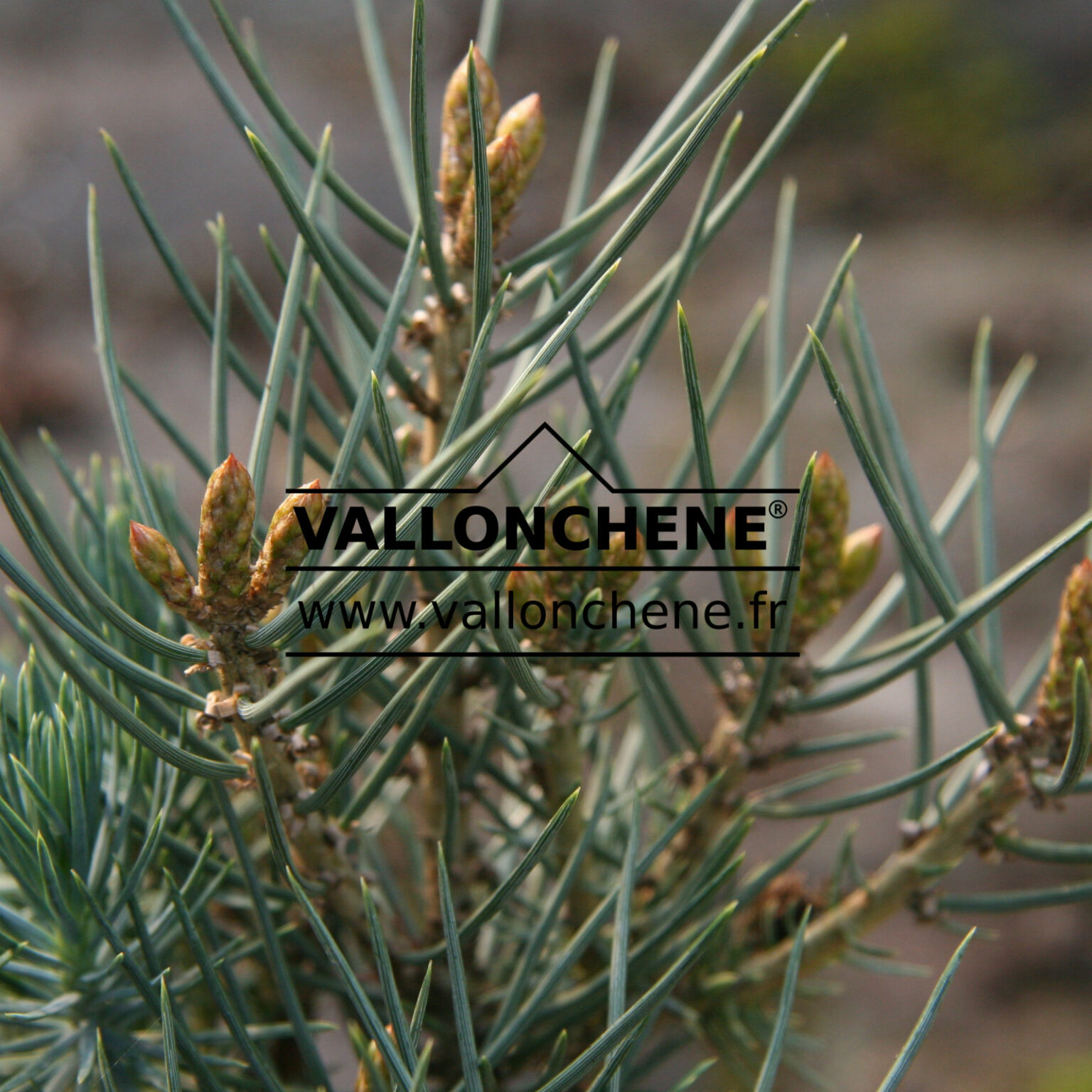 PINUS monophylla 'Miney' - single-leaf pinyon pine