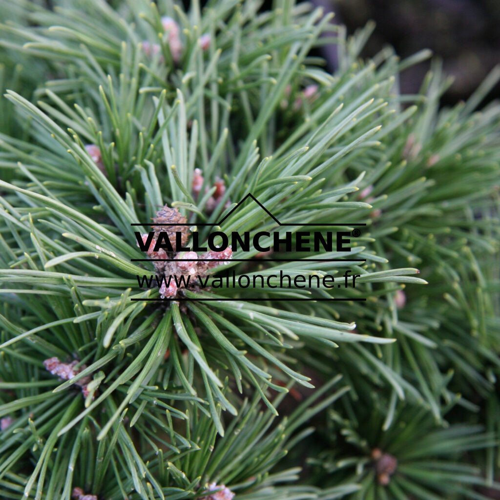 PINUS mugo 'Benjamin' - pin de montagne