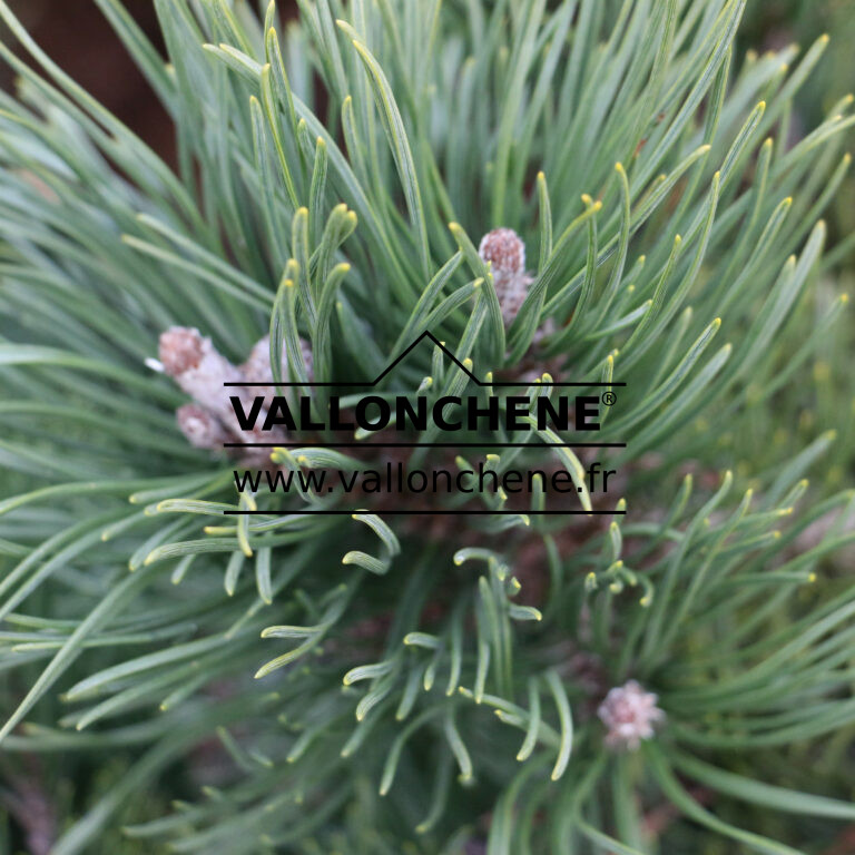 PINUS mugo 'Krauskopf' - pin des montagnes