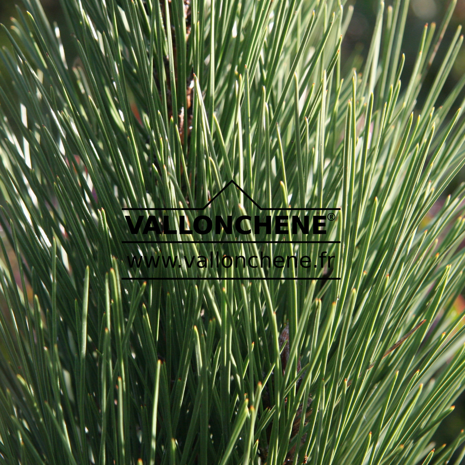 PINUS mugo 'Pyramidalis'
