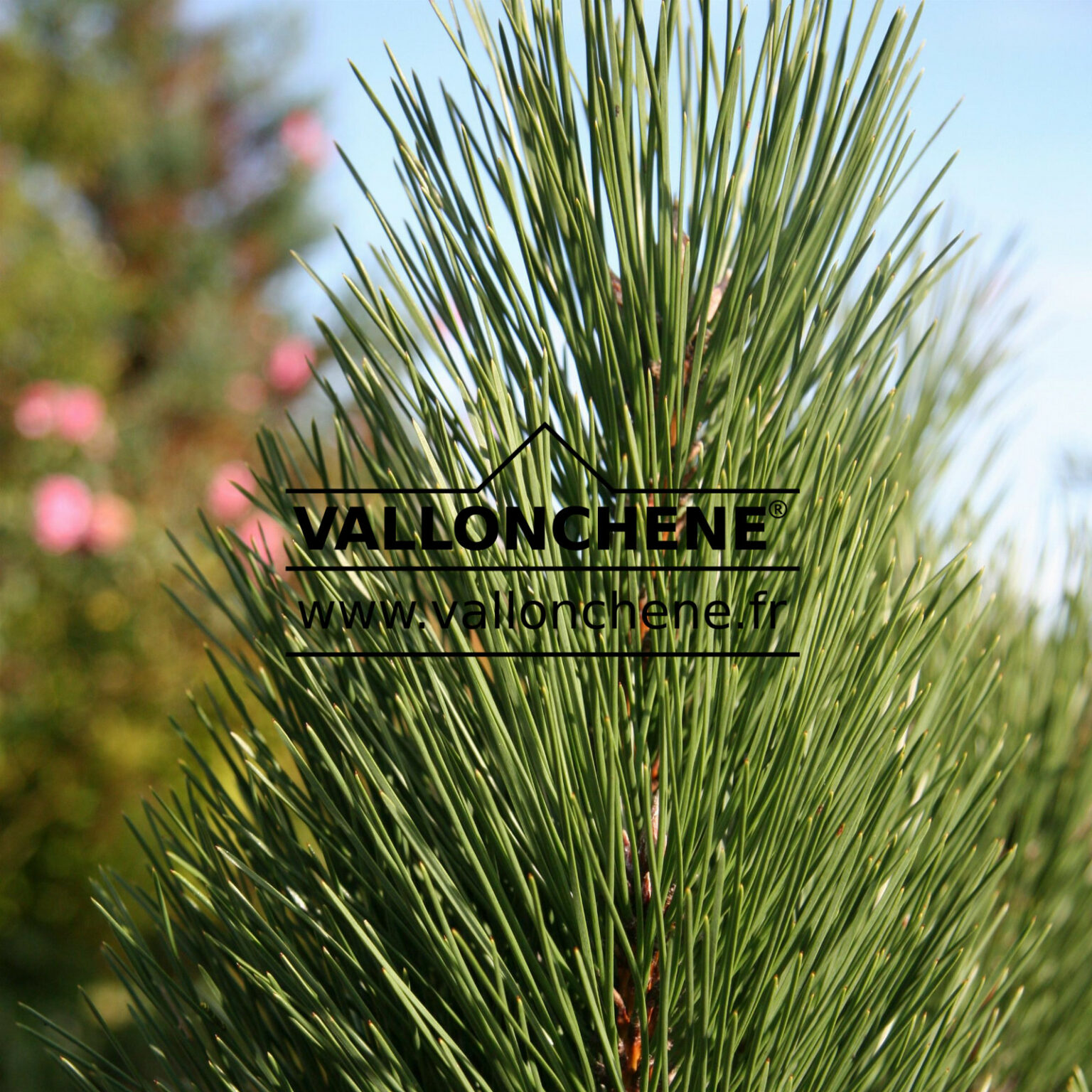 PINUS mugo 'Pyramidalis' - pin de montage