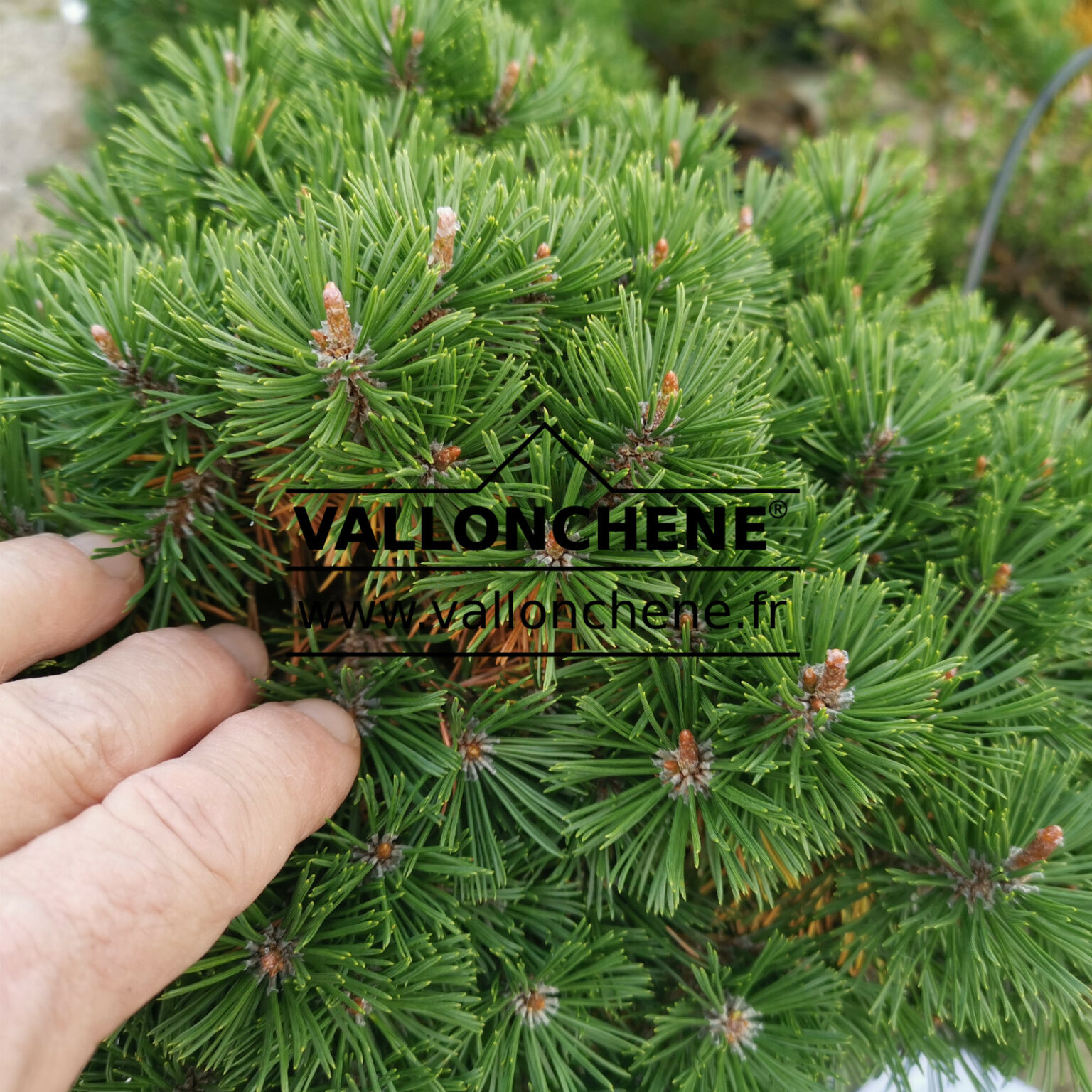 PINUS mugo ssp. uncinata 'Litomysl' - bog pine