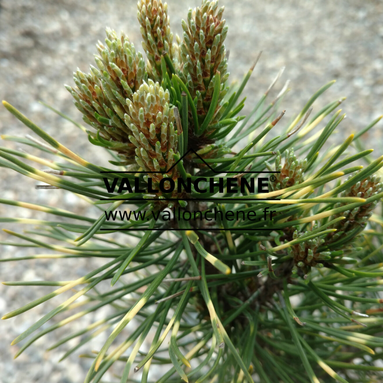 PINUS mugo 'Sunshine' - pin des montagnes