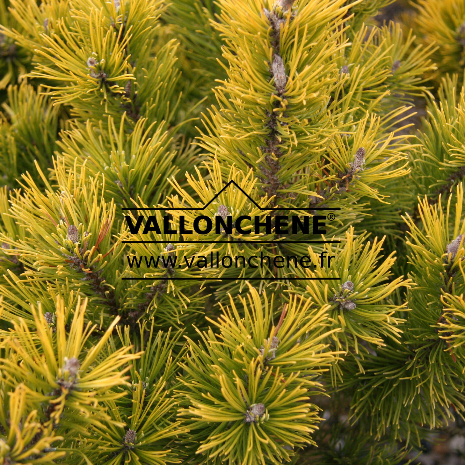 PINUS mugo 'Winter Gold' - pin de montagne