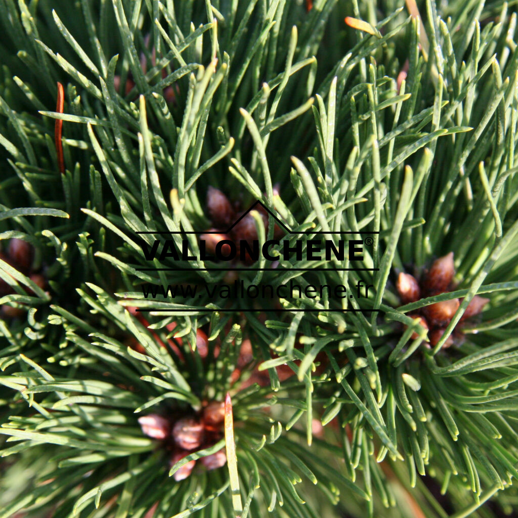 PINUS nigra 'Black Prince' - pin noir