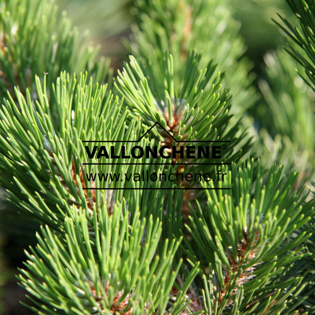 PINUS nigra 'Oregon Green' - pin noir