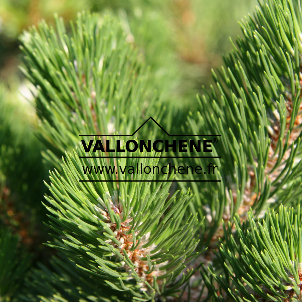 PINUS nigra 'Oregon Green' - pin noir