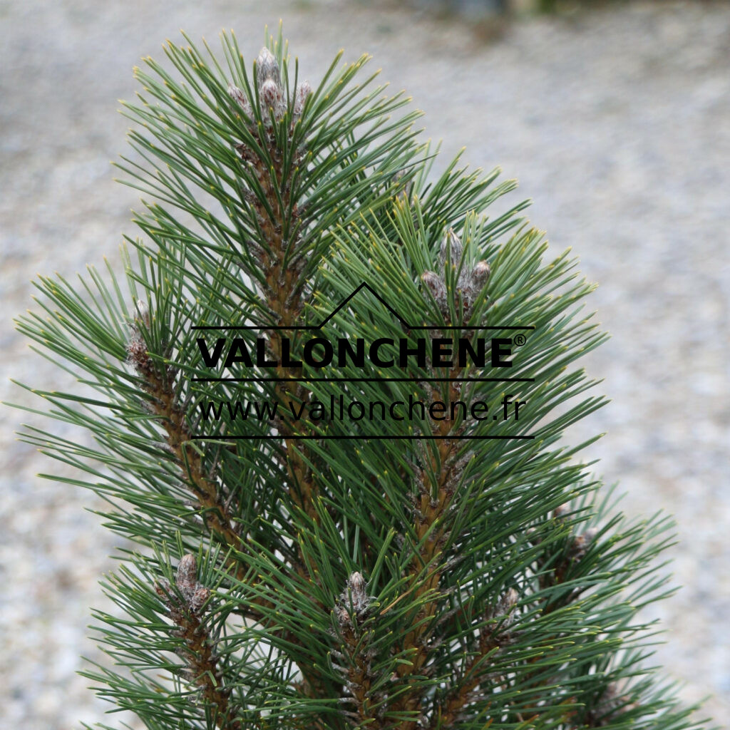 PINUS nigra 'Richard' - pin noir