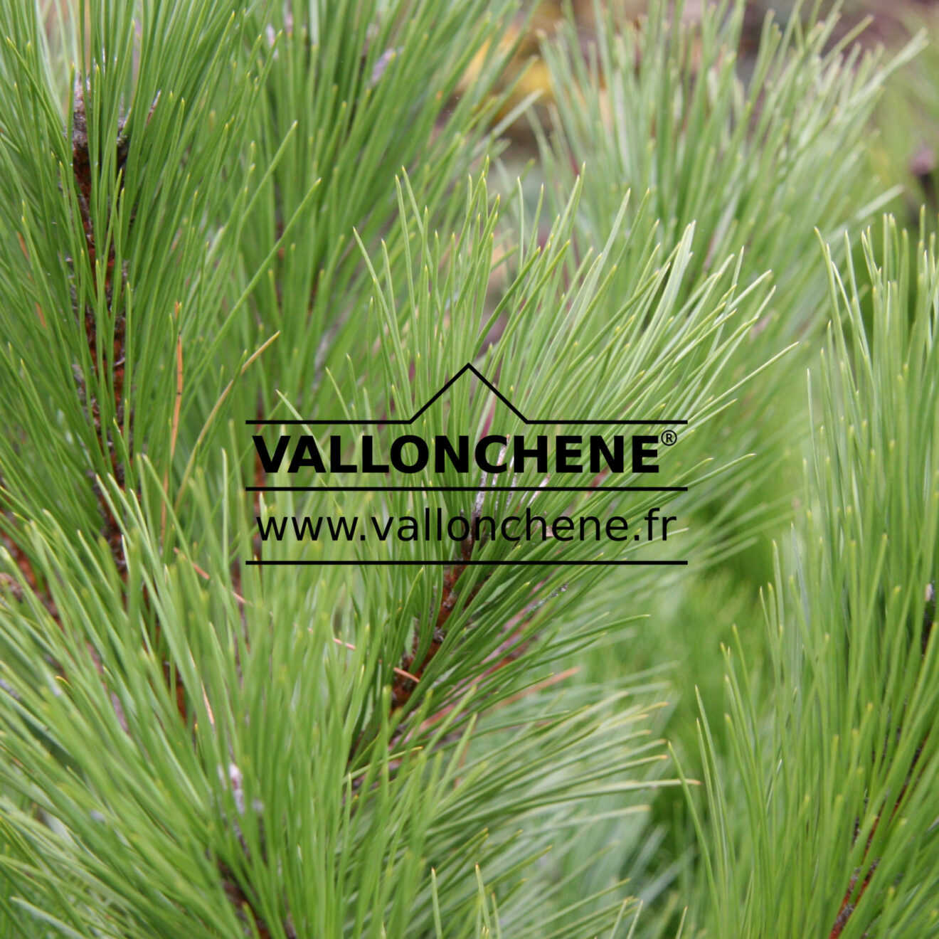 PINUS nigra 'Ruwer' - pin noir