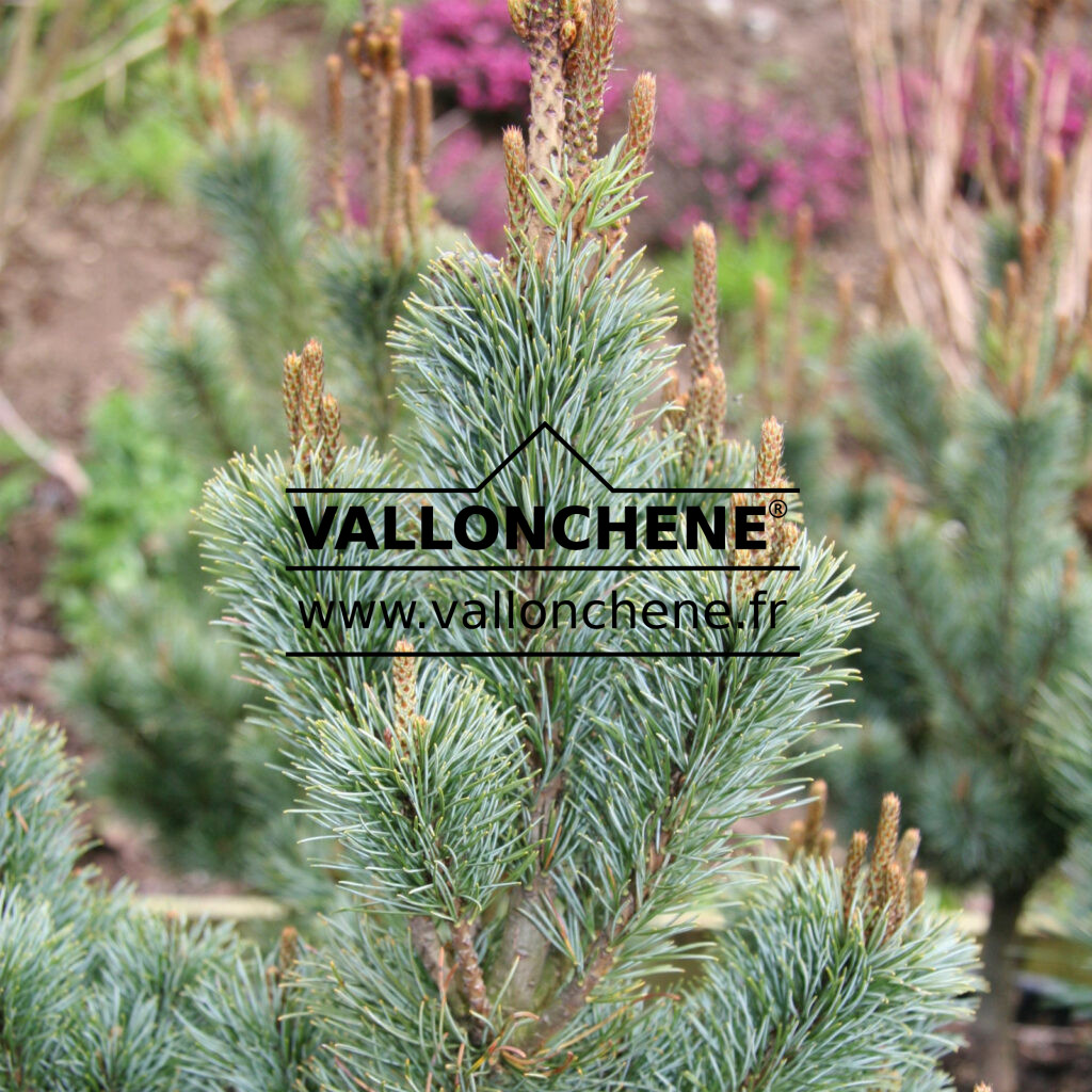 PINUS parviflora 'Blue Lou'