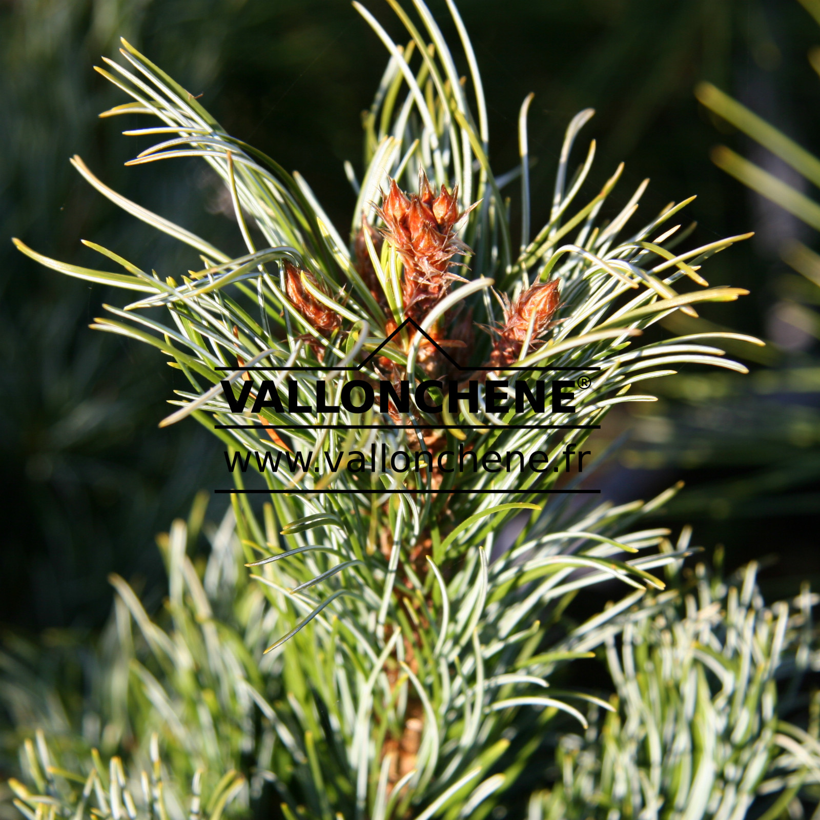 PINUS parviflora 'Bonnie Bergman' - Mädchen-Kiefer