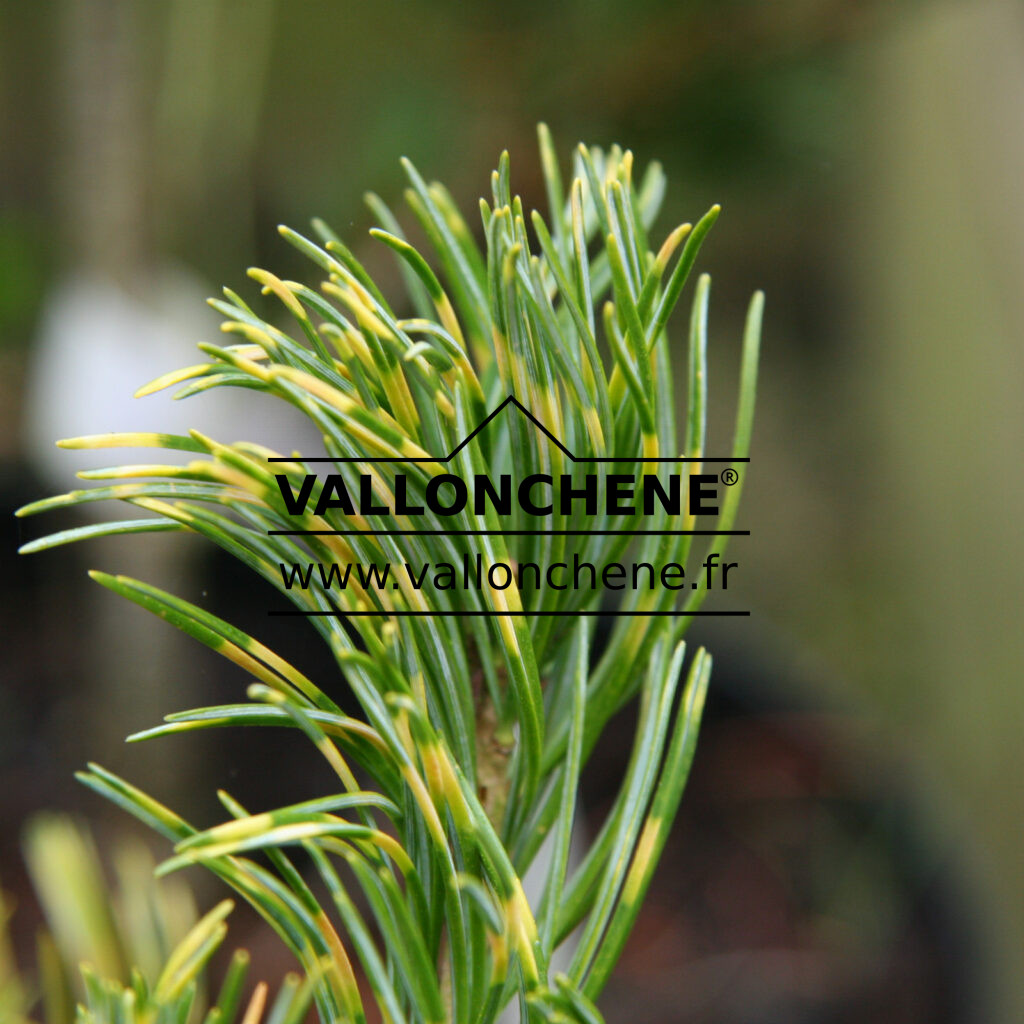 PINUS parviflora 'Fukai'