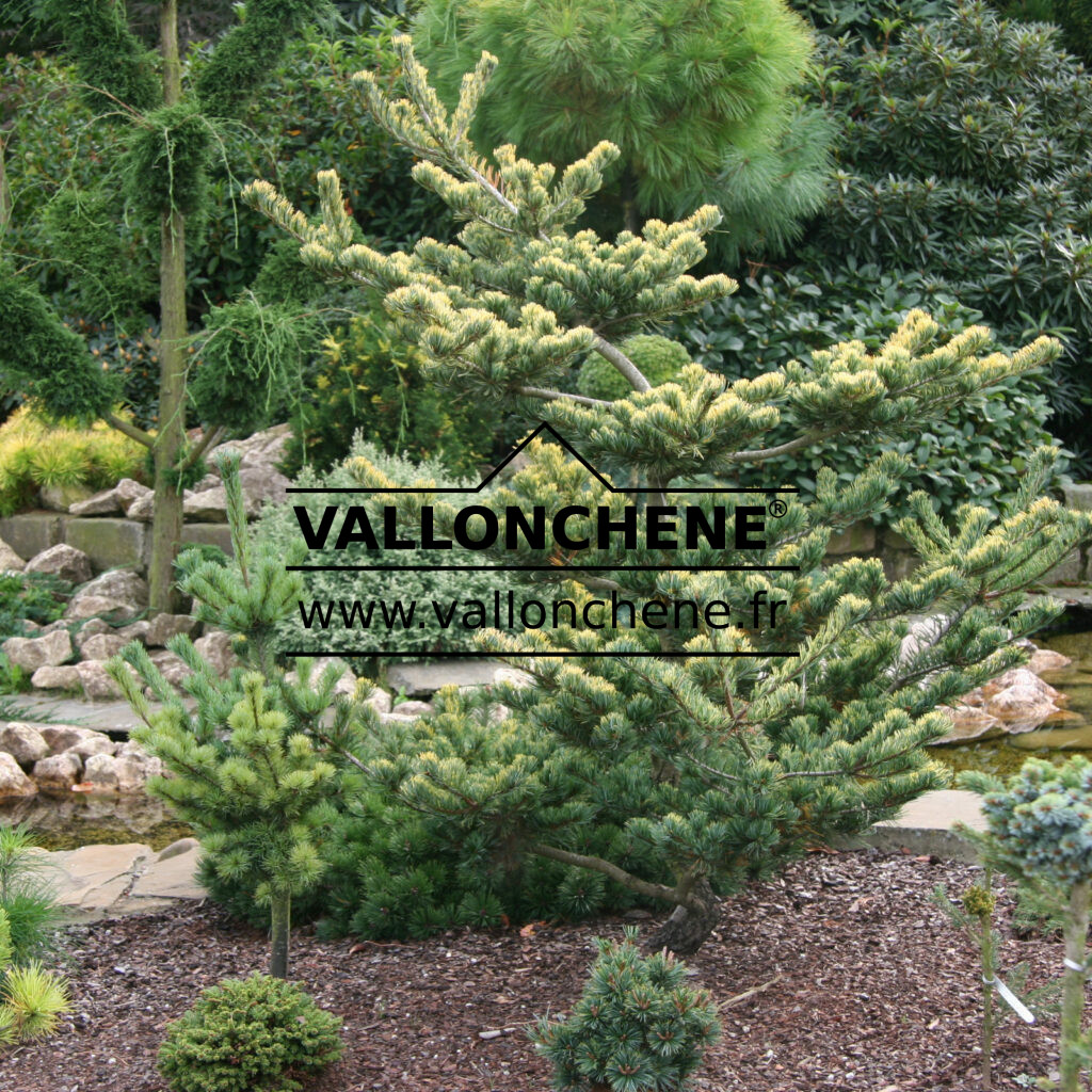 PINUS parviflora 'Fukai'