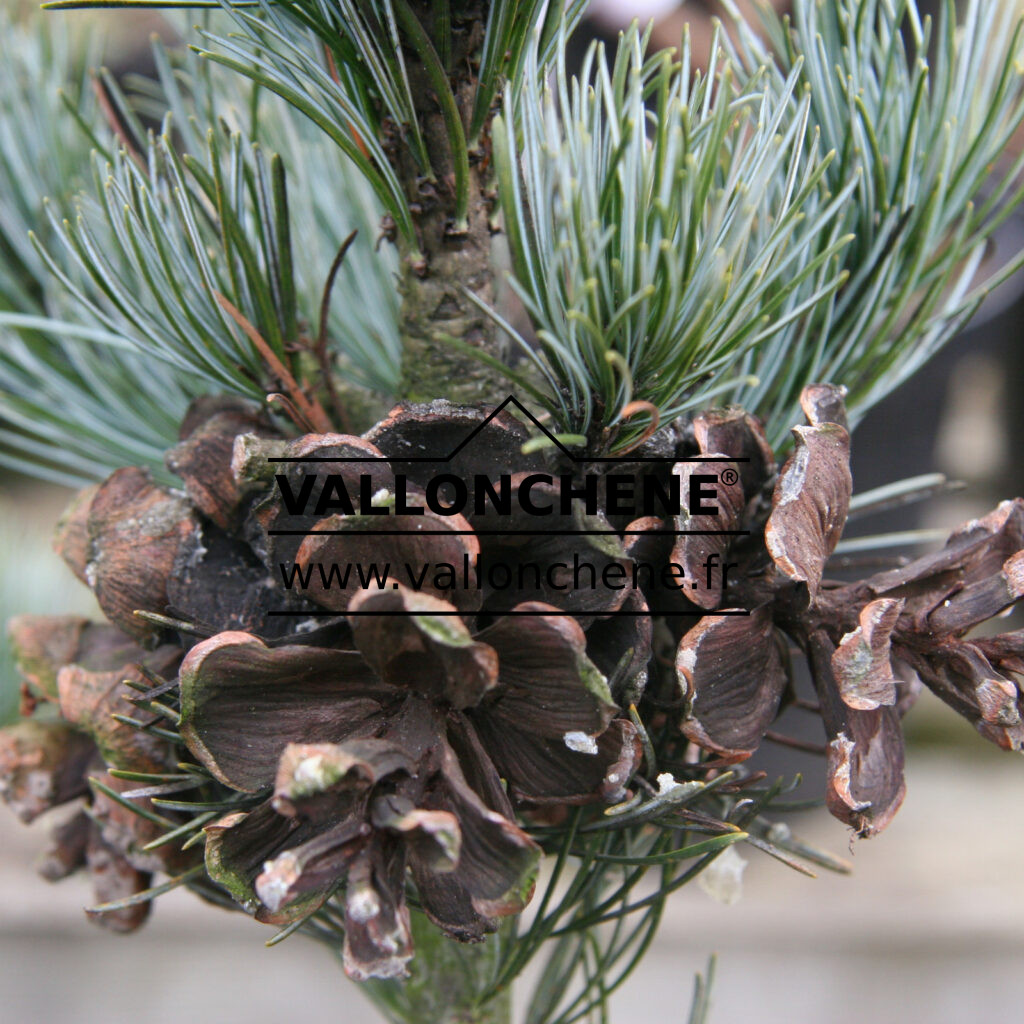 PINUS parviflora 'Negishi' - pin blanc du Japon