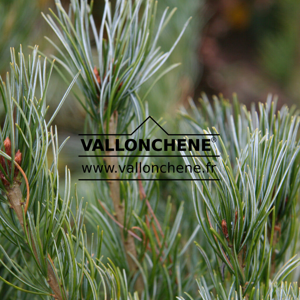 PINUS parviflora 'Tempelhof' - Japanese white pine