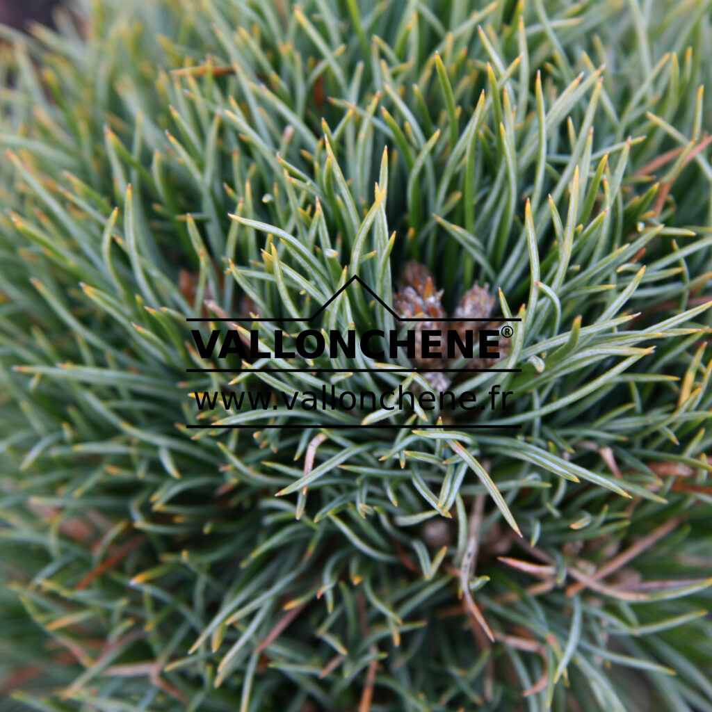 PINUS peuce 'Daniel'