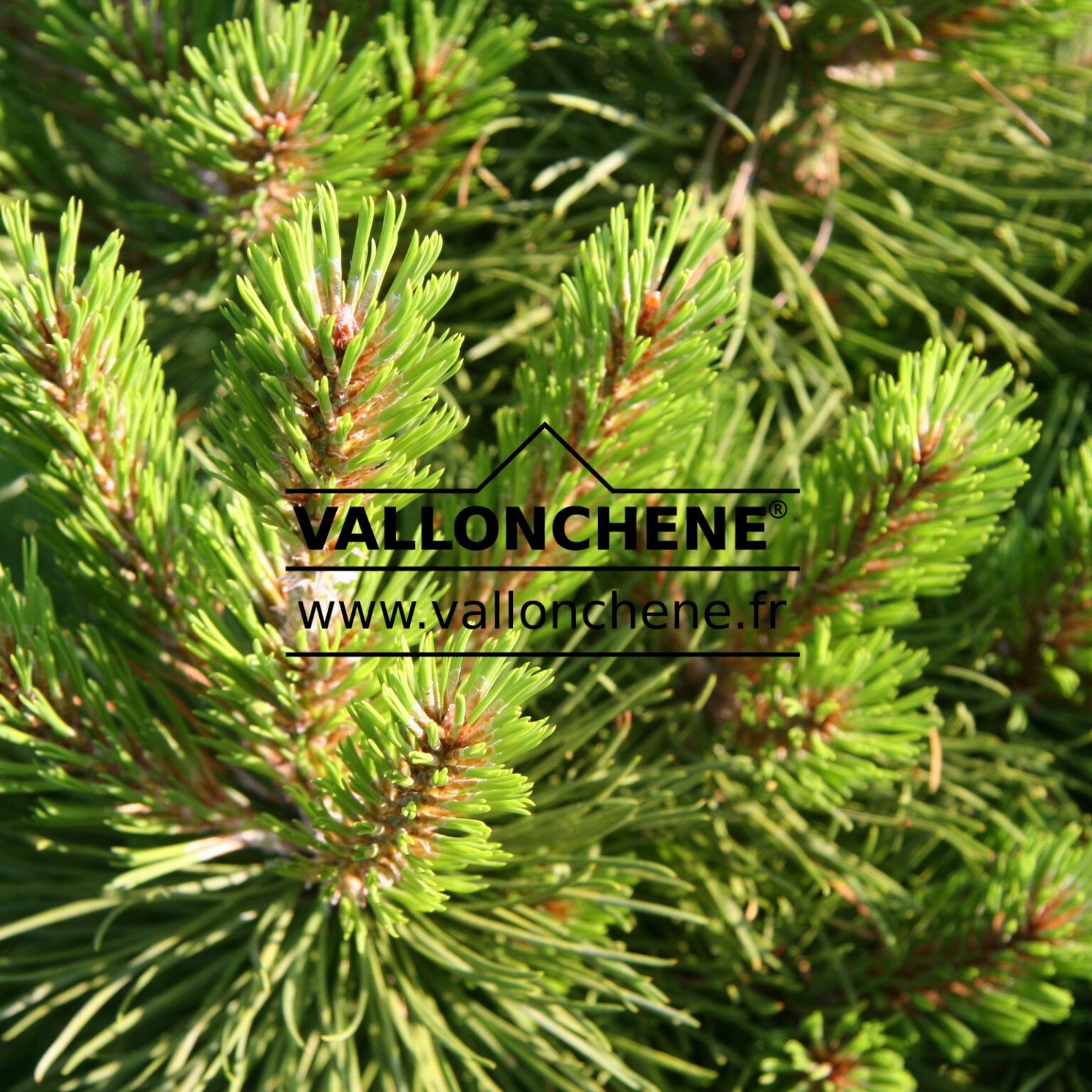 PINUS rigida 'H.B. Ben Walet' - pin rigide