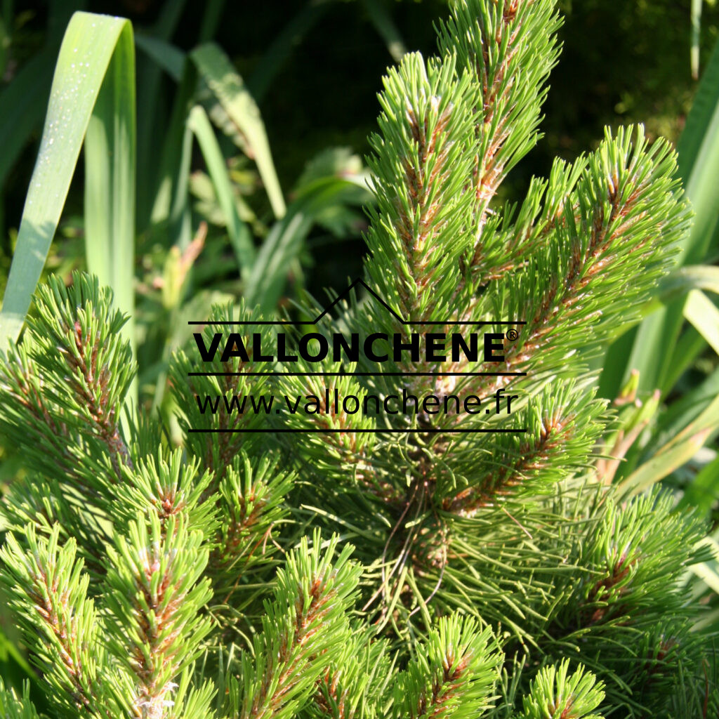 PINUS rigida 'H.B. Ben Walet' - pin rigide