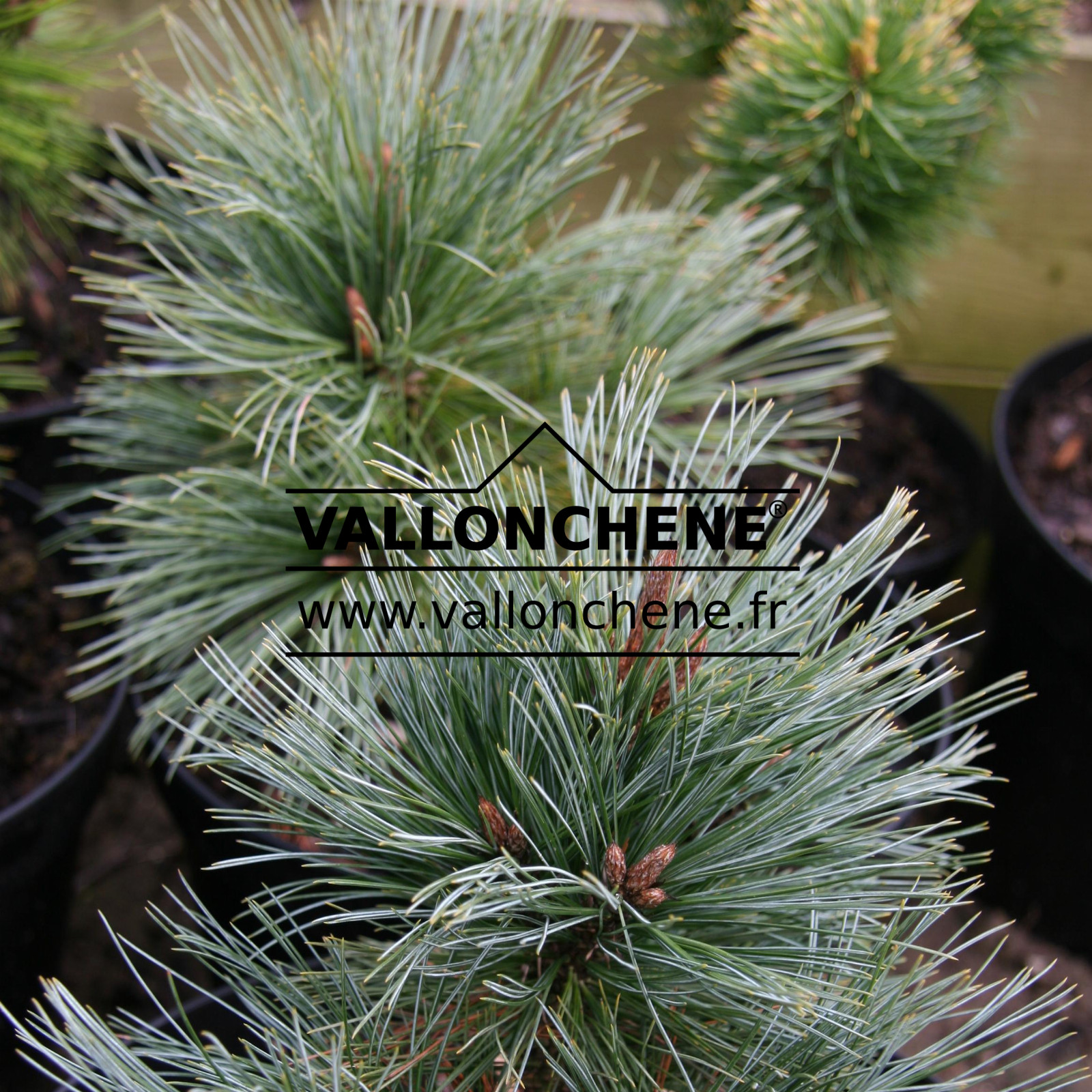 PINUS strobiformis 'Coronado'