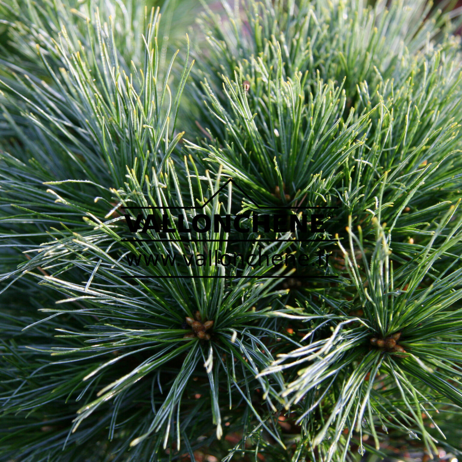 PINUS strobus 'Blue Shag' - pin blanc d'Amérique