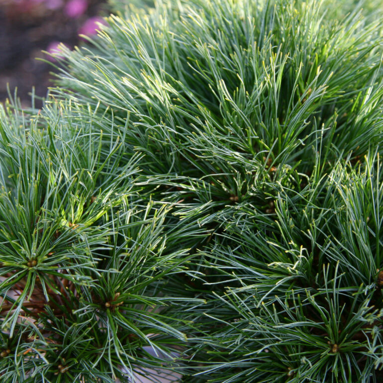 PINUS strobus 'Blue Shag' - pin blanc d'Amérique