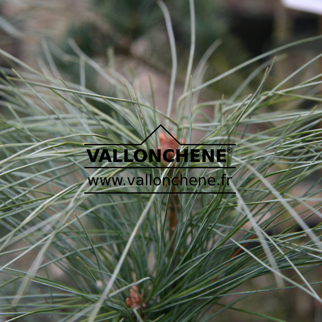 PINUS strobus 'Golden Showers' - pin blanc