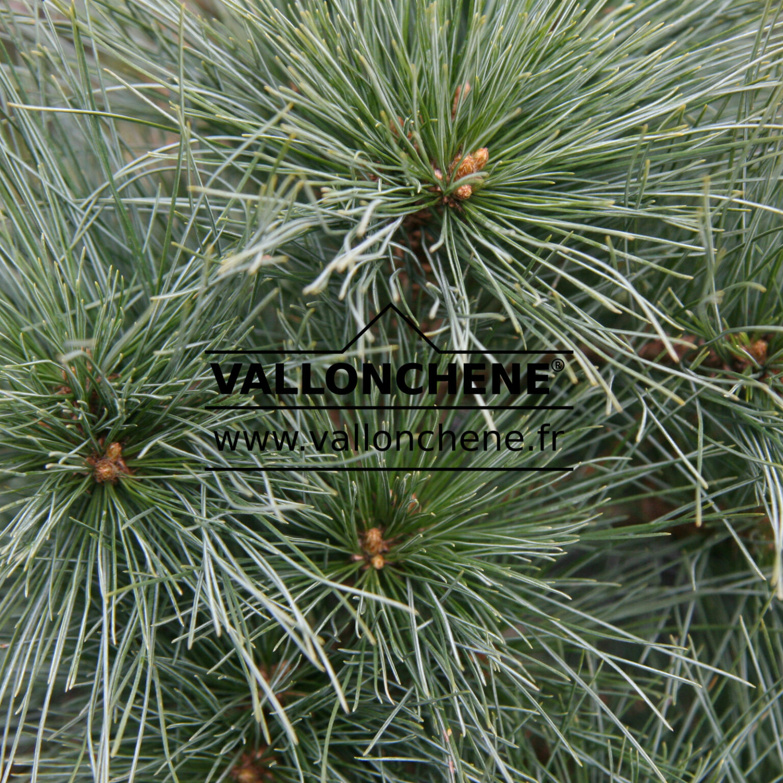 PINUS strobus 'Greg' - eastern white pine