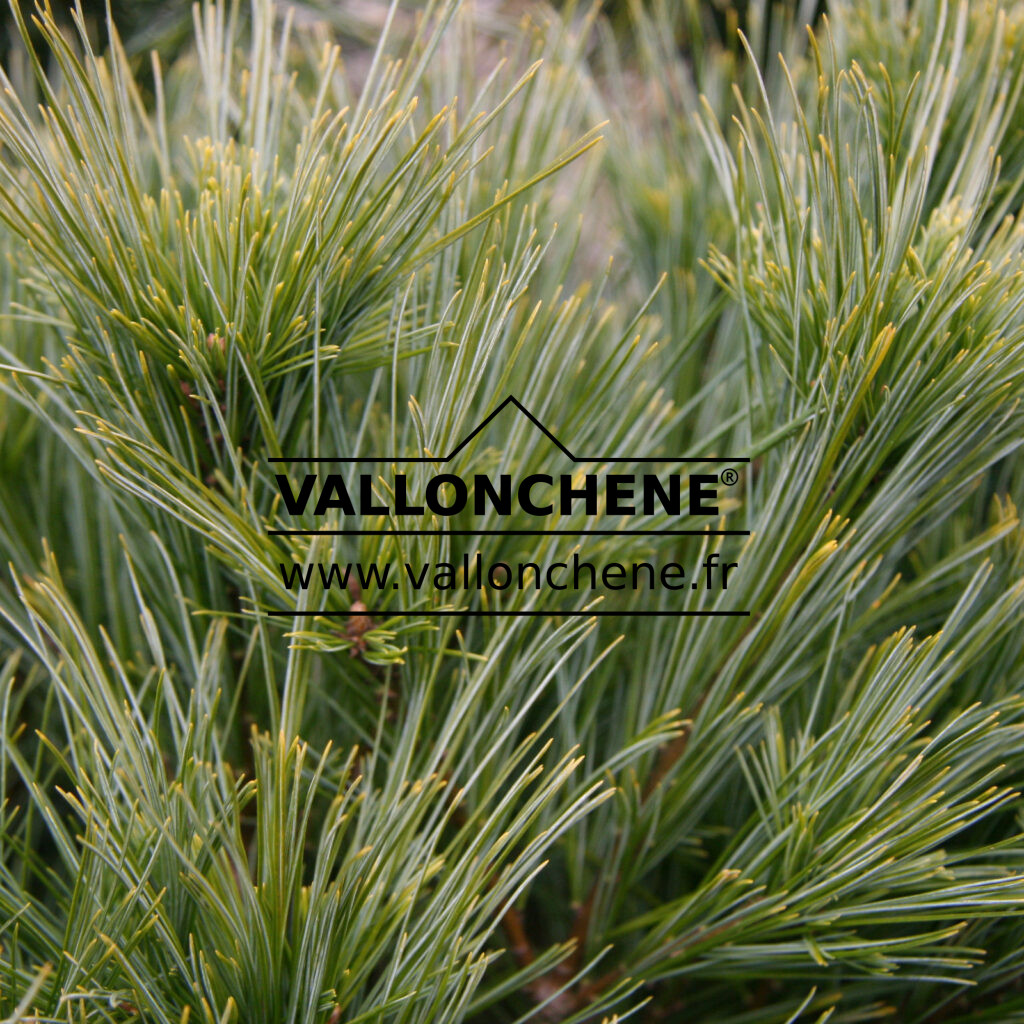 PINUS strobus 'Minima' - pin blanc