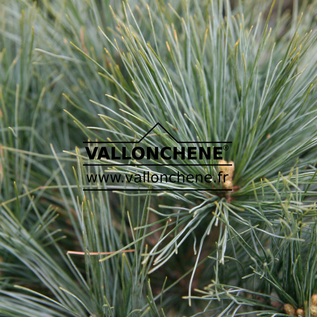 PINUS strobus 'Minima' - pin blanc